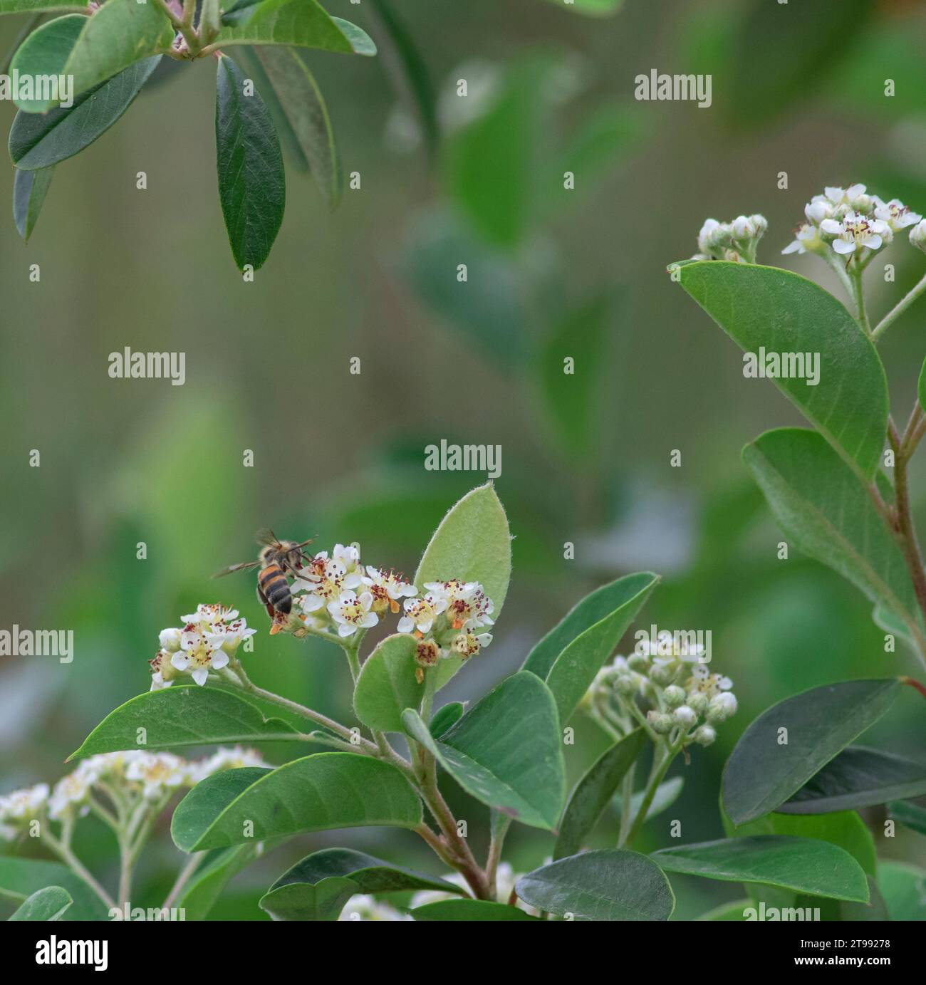 Wild bee pollinator on a flower among green leaves in a fynbos forest ...