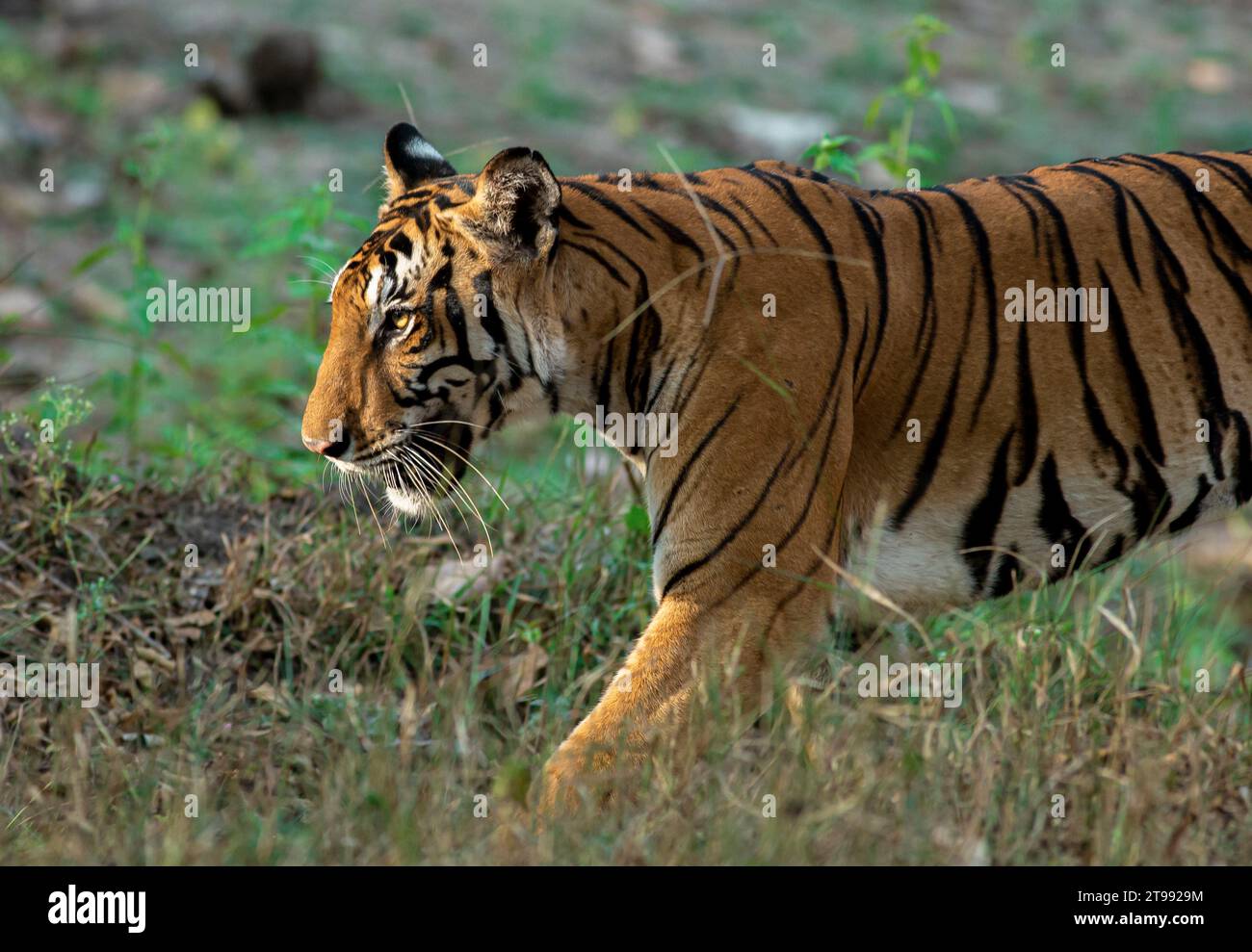 Adult Bengal tiger staring; tiger stare; Sunshine on tiger face ...