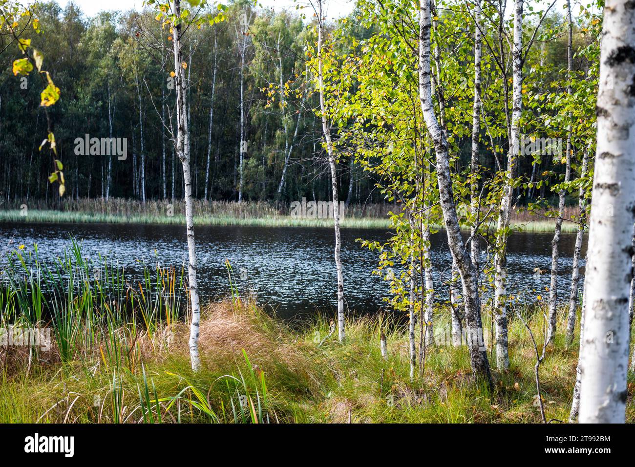The picturesque shore of a peat lake overgrown with young birch trees ...