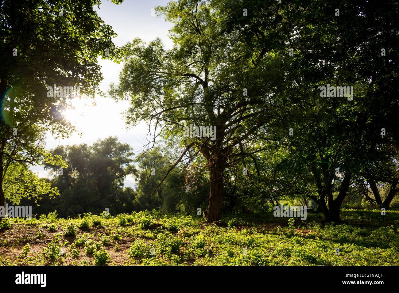 Green landscape with trees illuminated by sunlight Stock Photo - Alamy