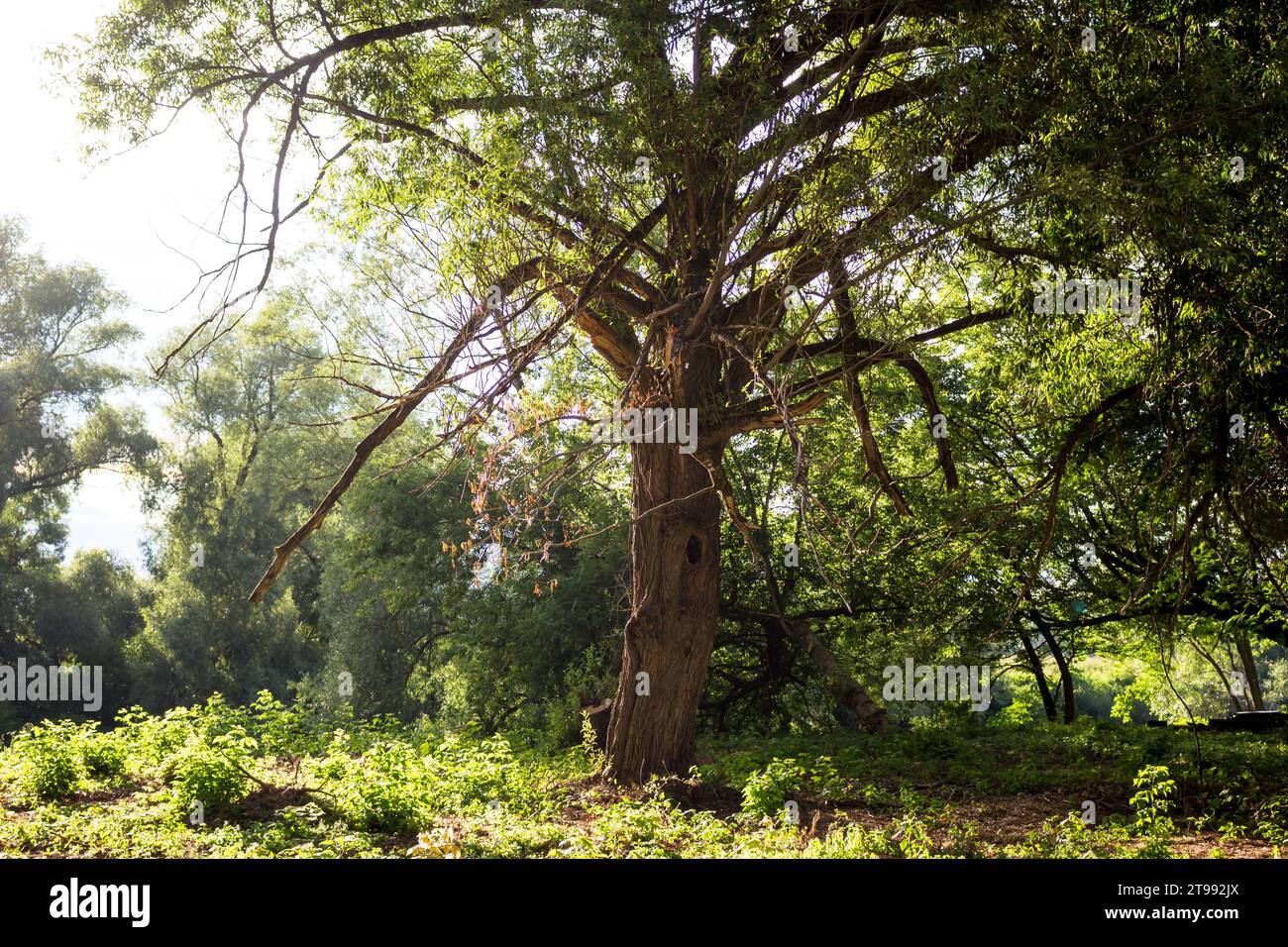 Green landscape with trees illuminated by sunlight Stock Photo - Alamy