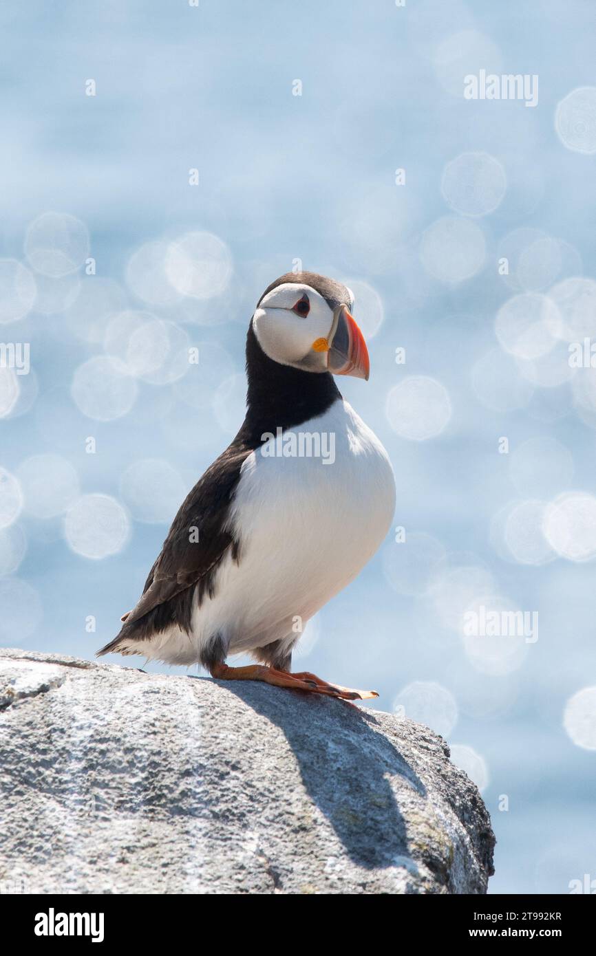 Puffin sitting on rock on the Isle of May with pale blue sparkling sea ...