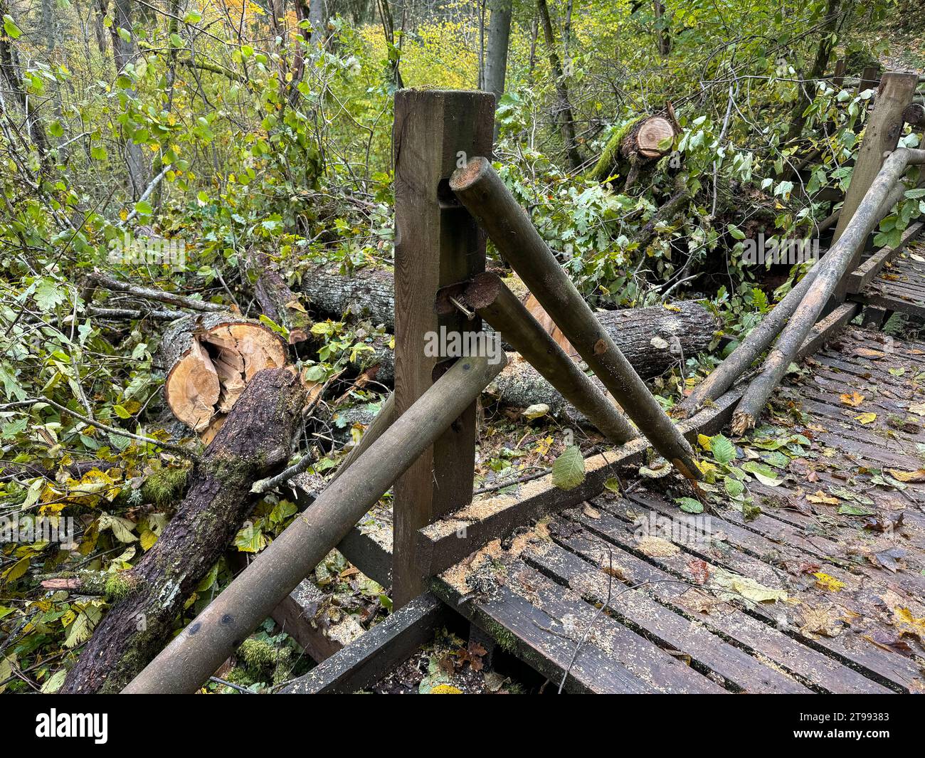Damage on a nature trail. Broken and knocked down trees. Disaster Stock ...