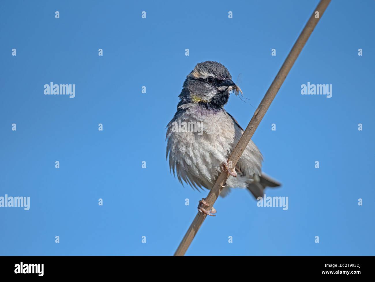Dead Sea Sparrow (Passer moabiticus) eating an insect caught on a ...