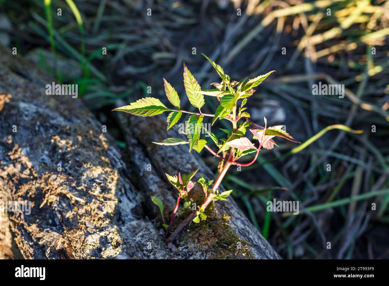 New shoot growing from tree hi-res stock photography and images - Alamy