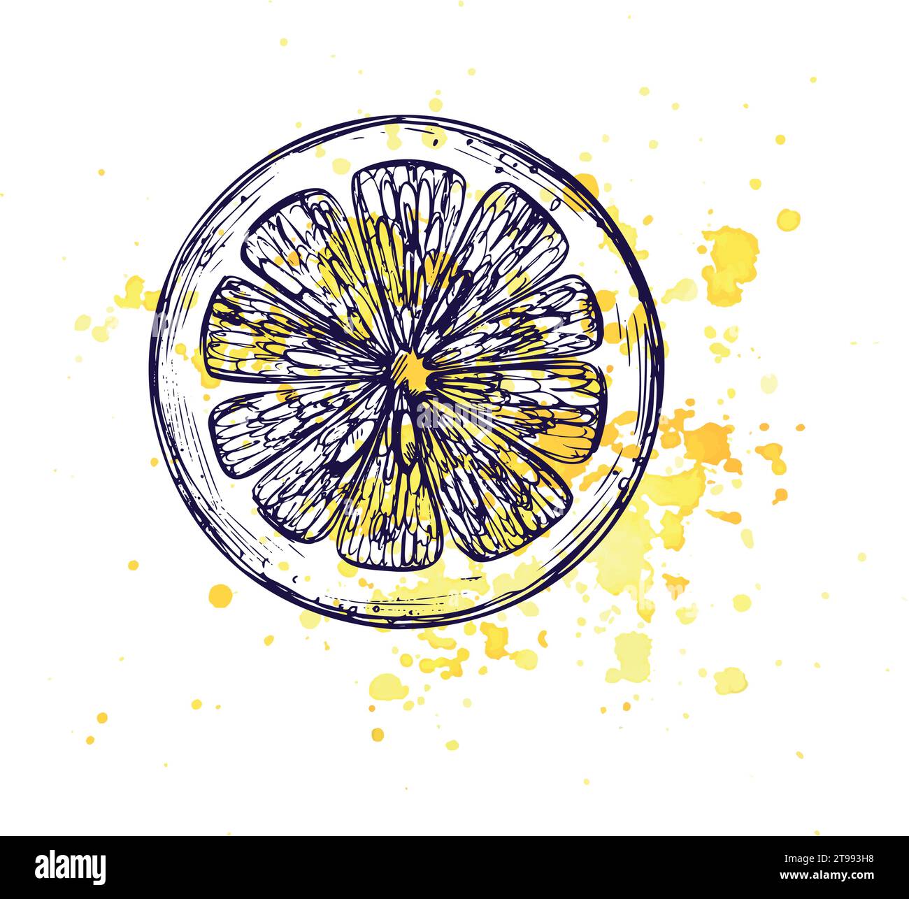 A cut round piece of lemon with yellow splashes. Graphic botanical ...