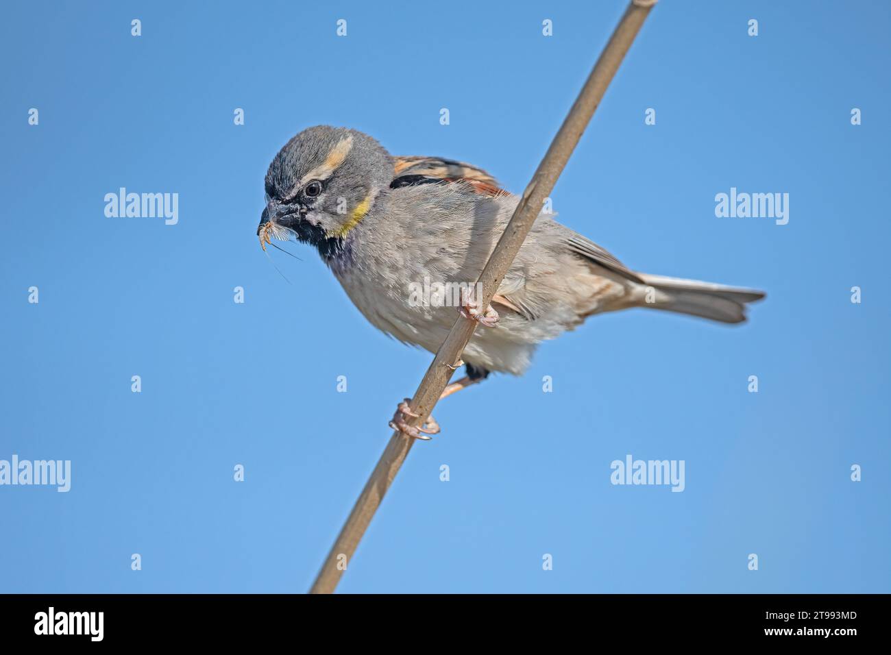 Dead Sea Sparrow (Passer moabiticus) eating an insect caught on a ...