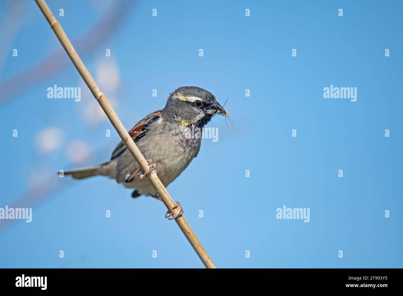Dead Sea Sparrow (Passer moabiticus) eating an insect caught on a ...