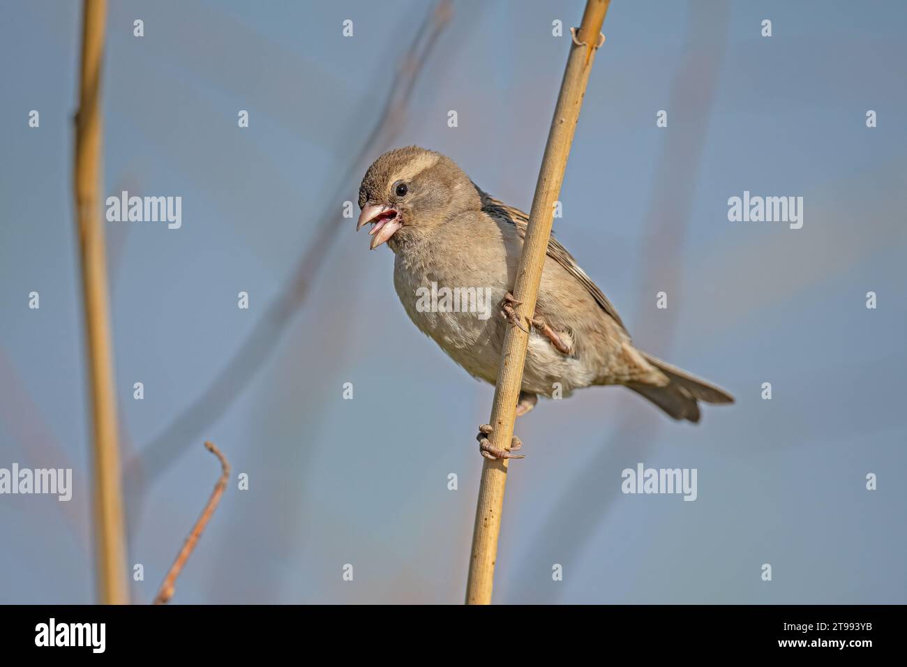 Dead Sea Sparrow (Passer moabiticus) eating an insect caught on a ...
