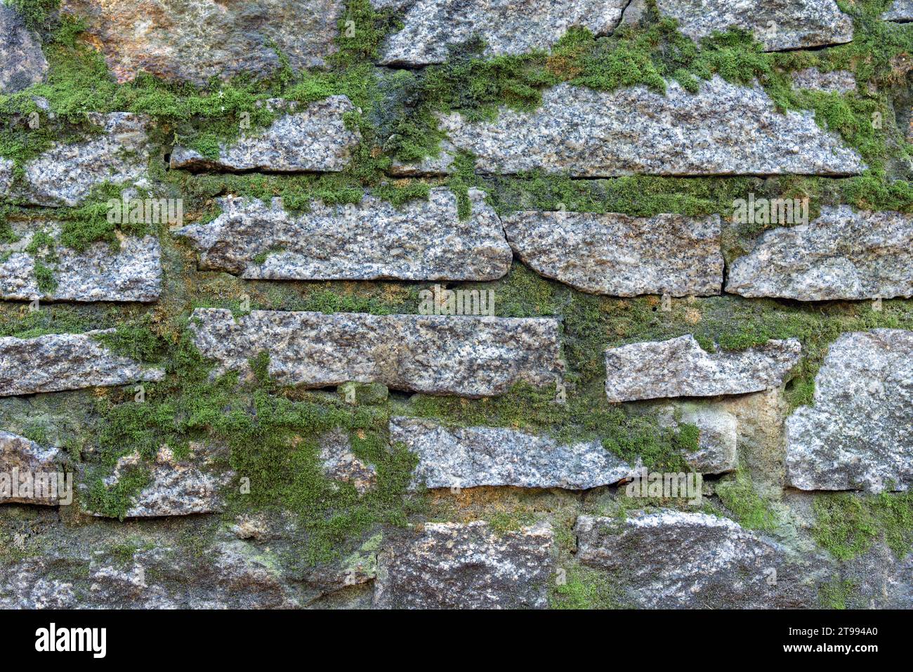 Moss wall hi-res stock photography and images - Alamy