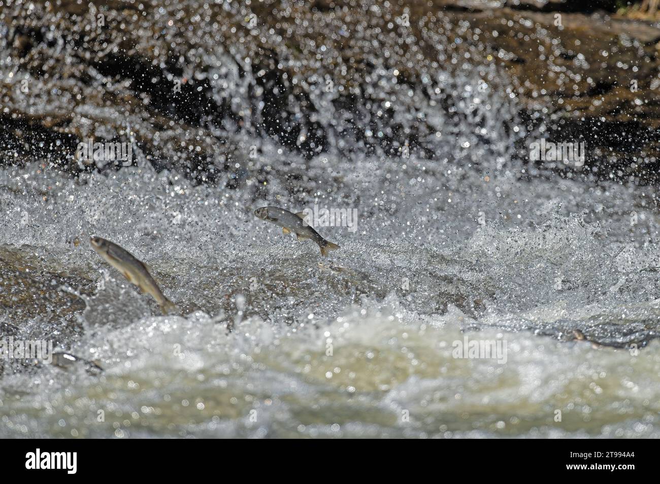 The pearl mullet or Van fish (Chalcalburnus tarichi) is a species of ...