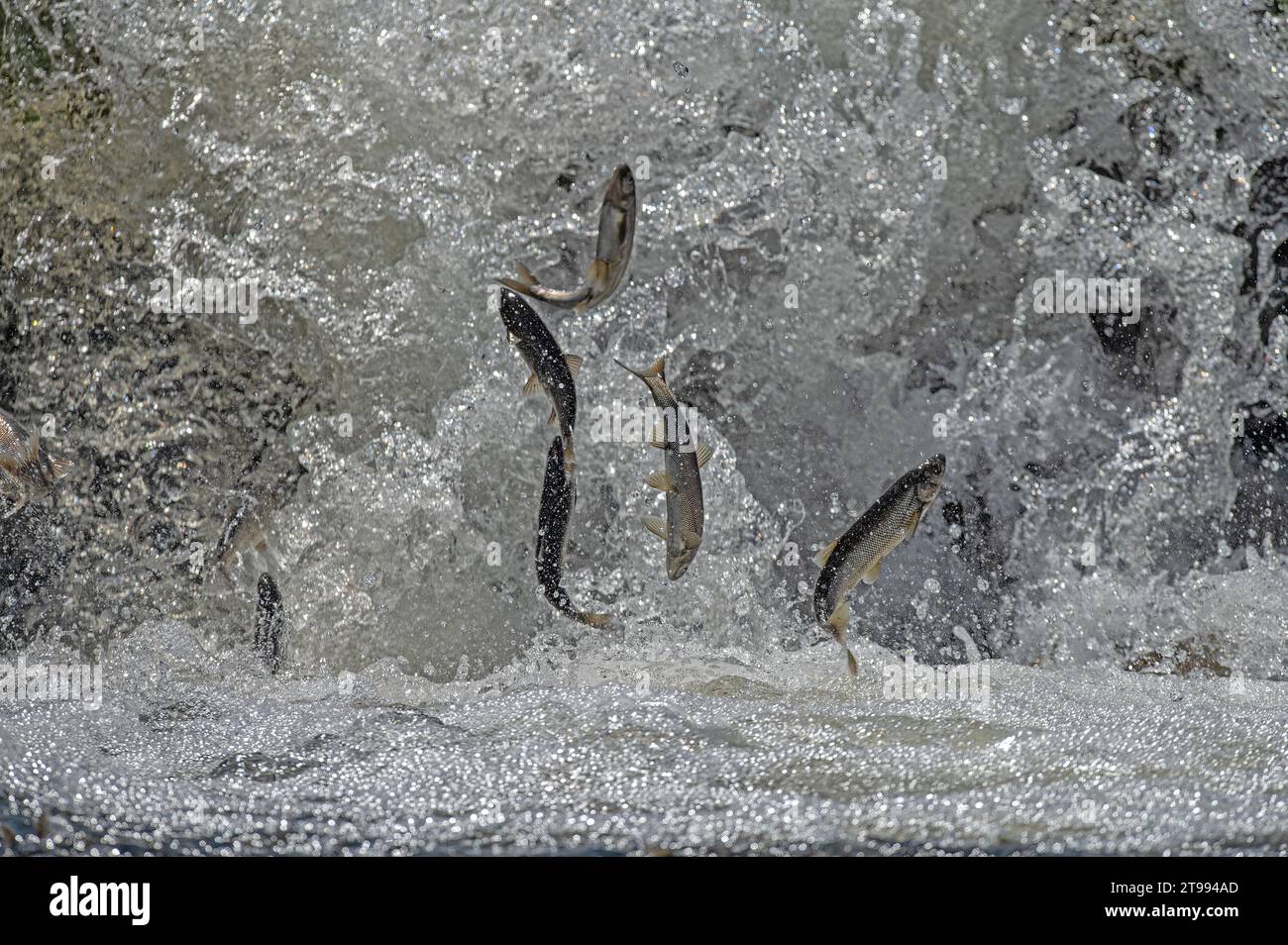 The pearl mullet or Van fish (Chalcalburnus tarichi) is a species of ...