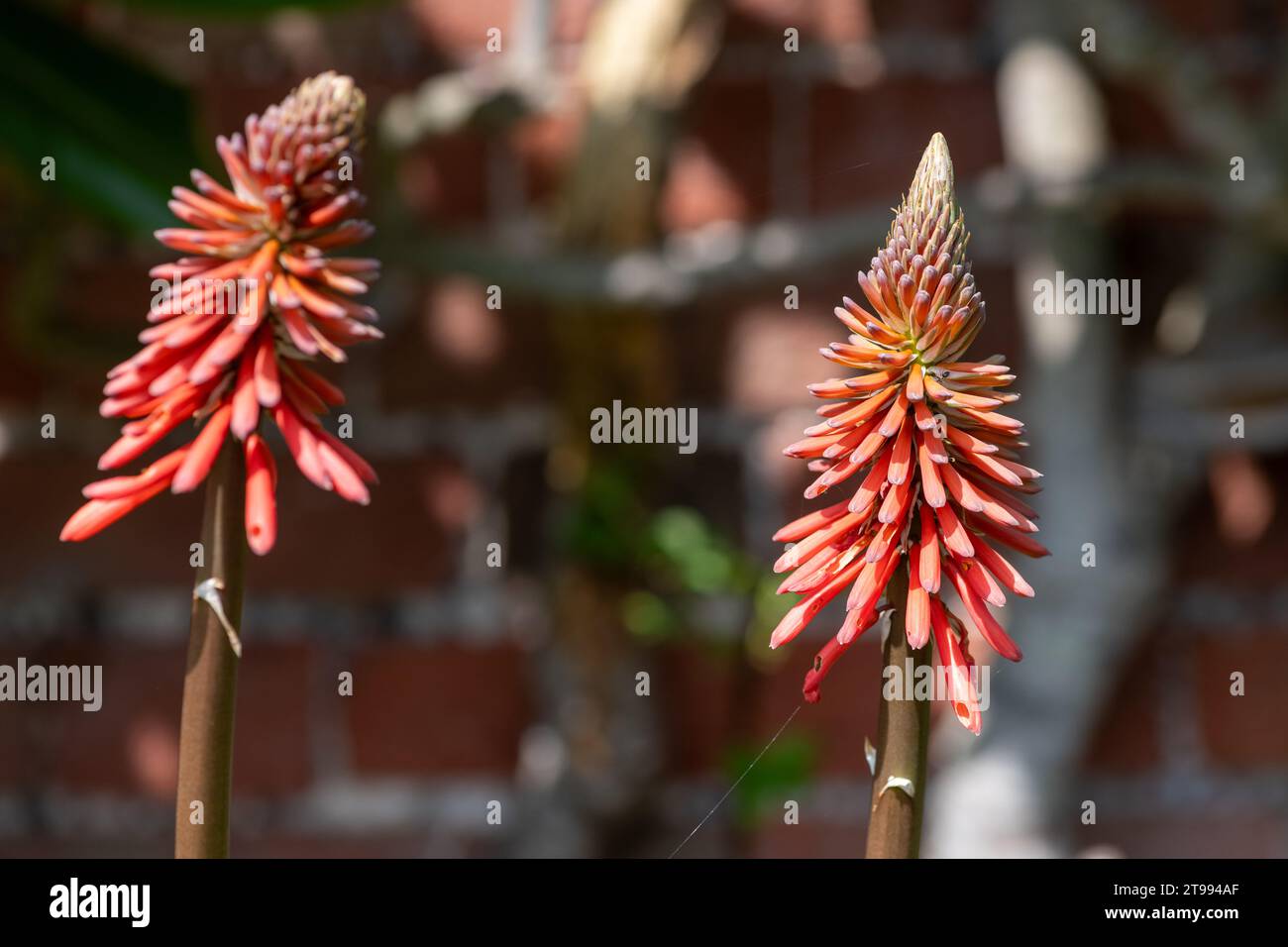 Aloe Vera flowers in bloom Stock Photo - Alamy