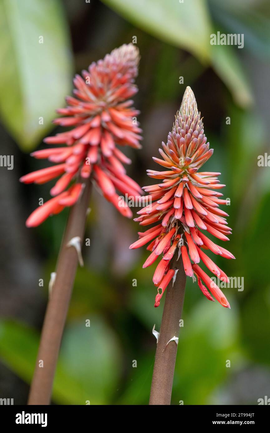 Aloe Vera flowers in bloom Stock Photo - Alamy