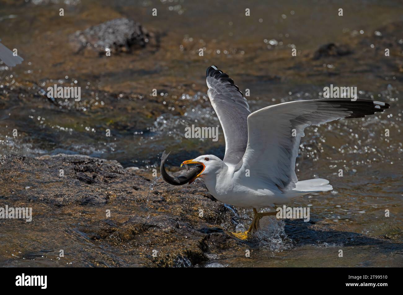 Armenian Gull (Larus armenicus) hunting migrating fish in the river ...