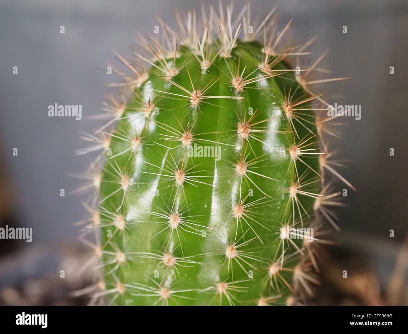 cactus plant scientific classification Angiosperms Eudicots ...