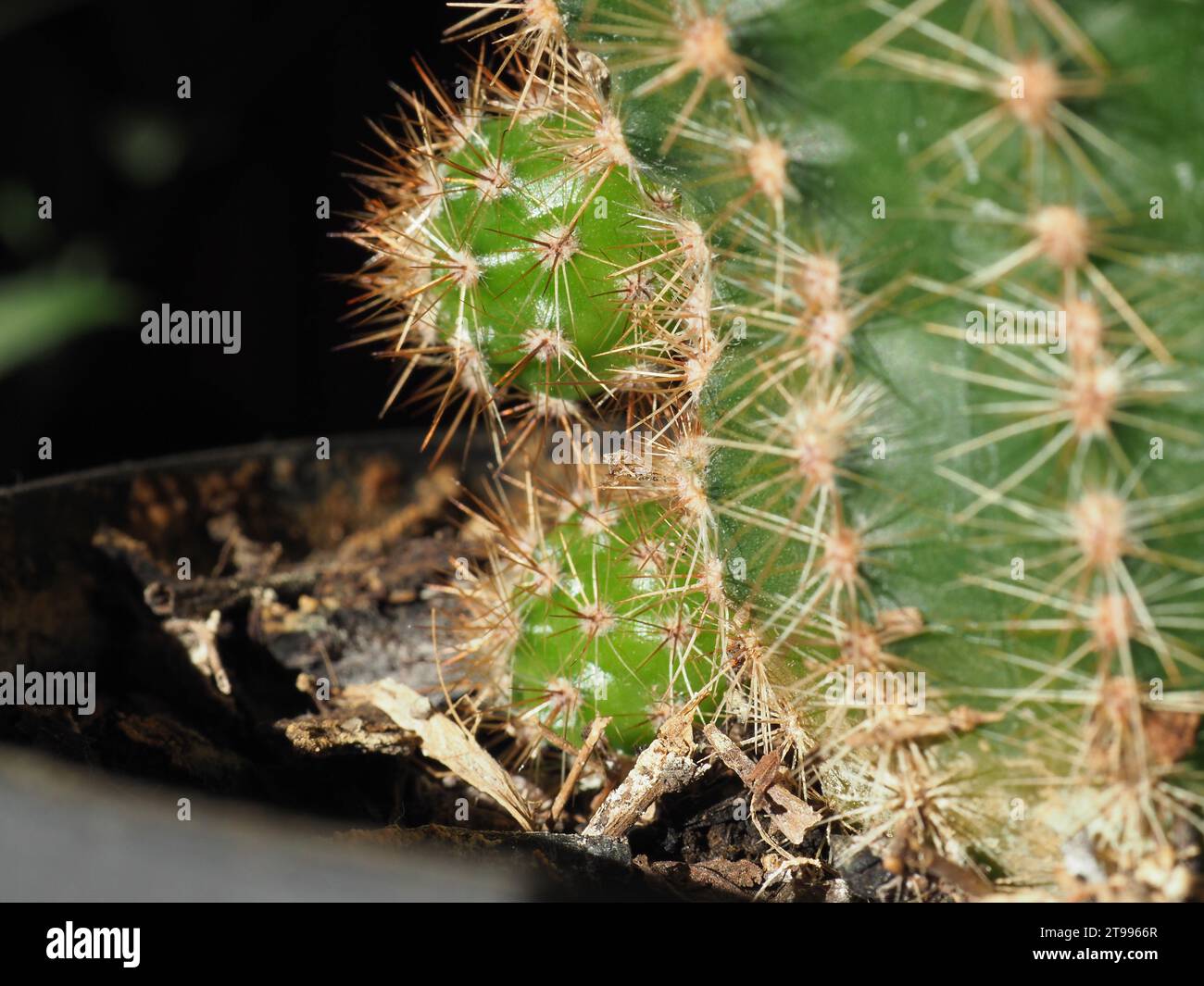 cactus plant scientific classification Angiosperms Eudicots ...