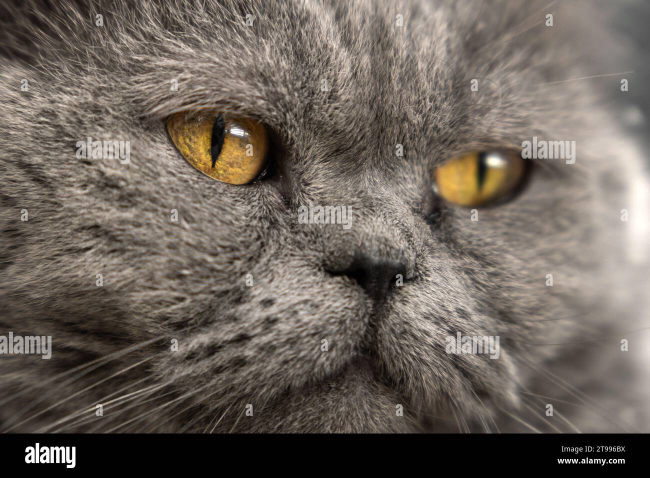 Face british hi-res stock photography and images - Alamy