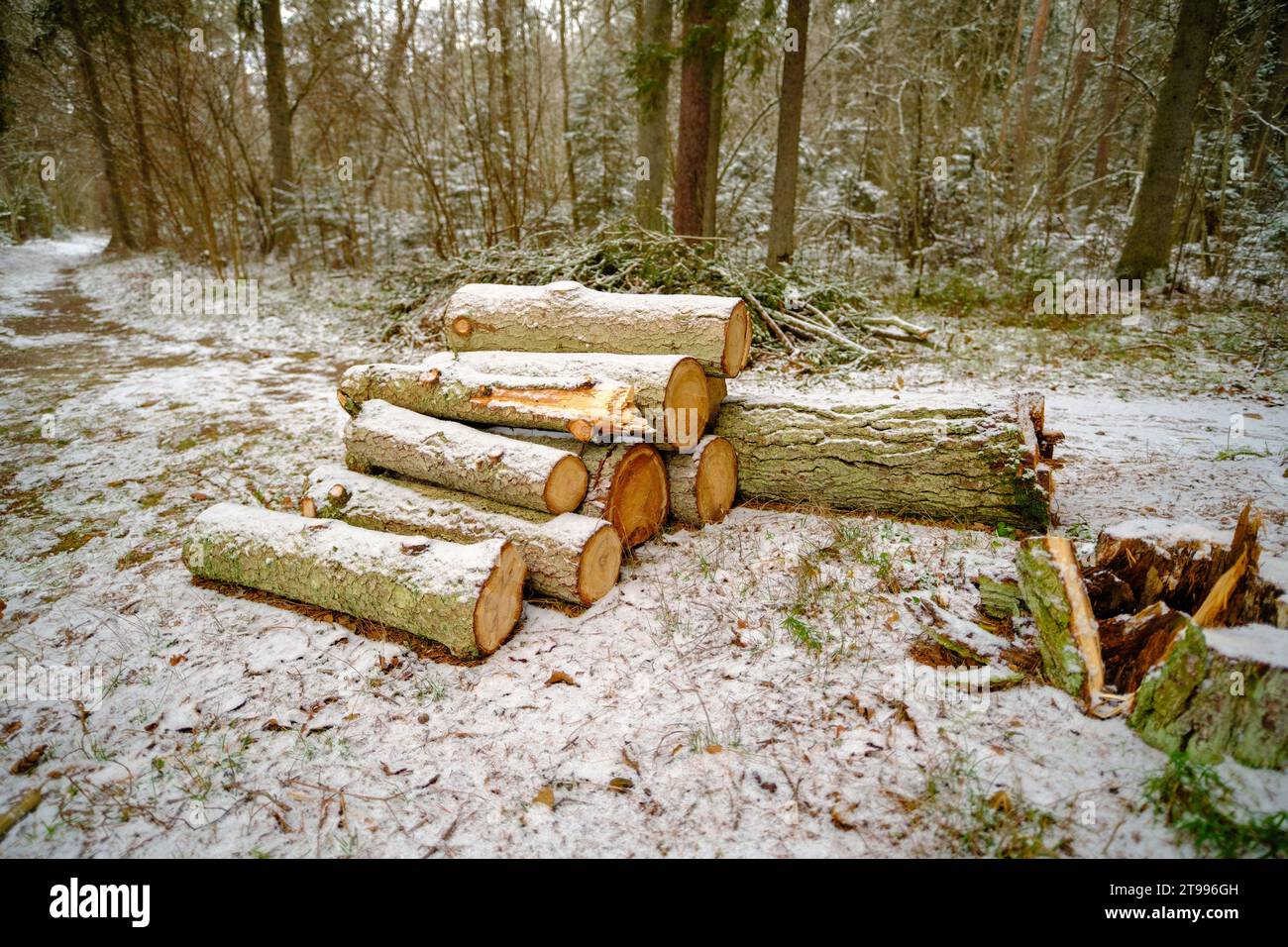 Closeup image of sawn tree under the first snow in Finland, Northern ...