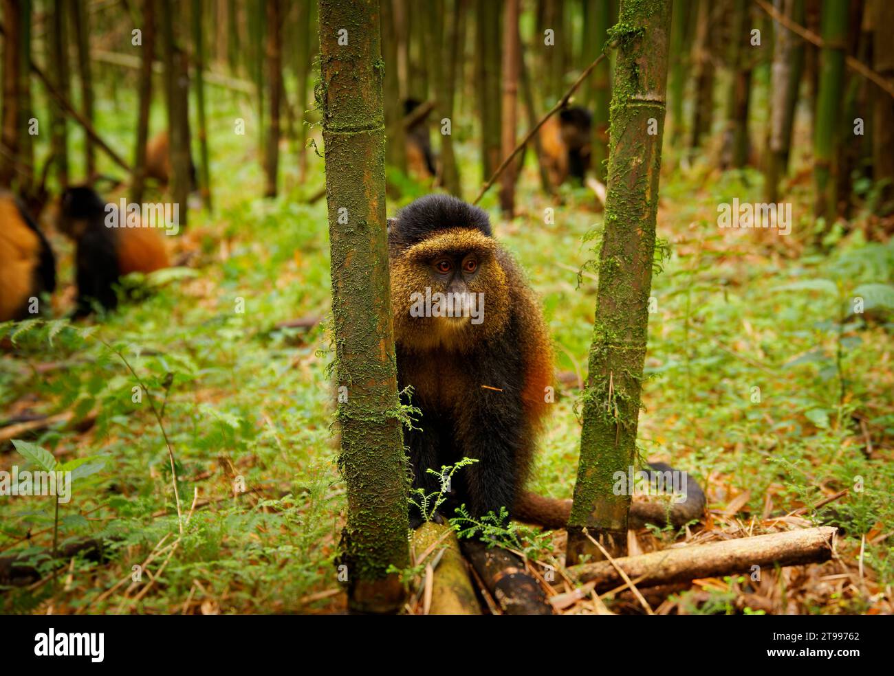 Golden Monkey - Cercopithecus kandti originally subspecies of Blue ...