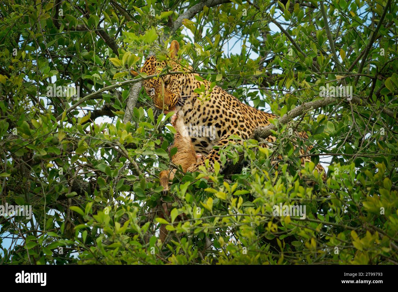 Leopard - Panthera pardus, big spotted yellow cat in Africa, genus ...