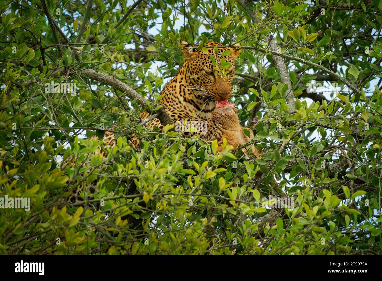 Leopard - Panthera pardus, big spotted yellow cat in Africa, genus ...