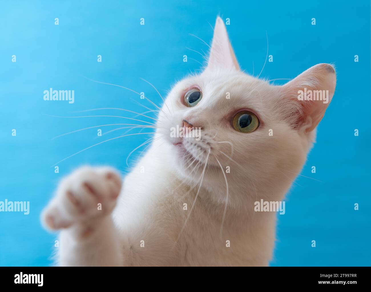 An adorable white cat striking a playful pose with one paw extended in ...