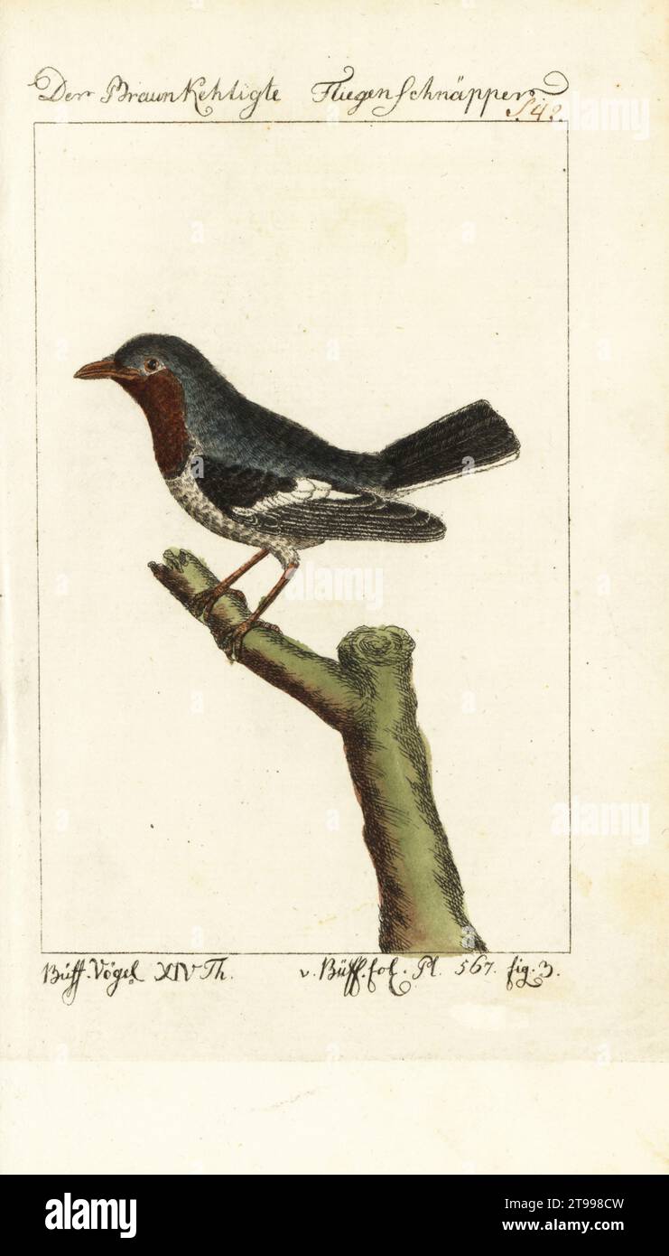 Muscicapa melanóptera hi-res stock photography and images - Alamy