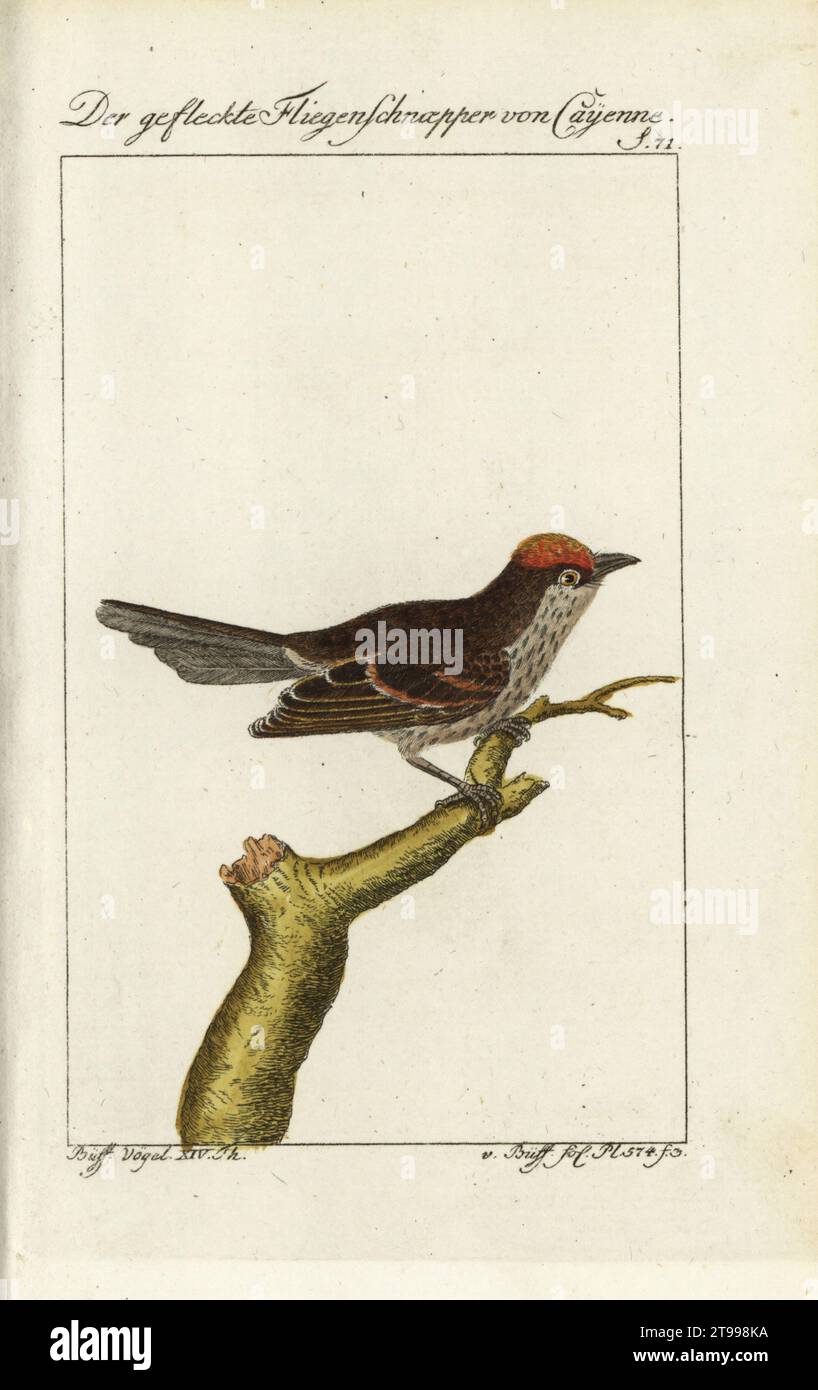 Muscicapa variegata hi-res stock photography and images - Alamy