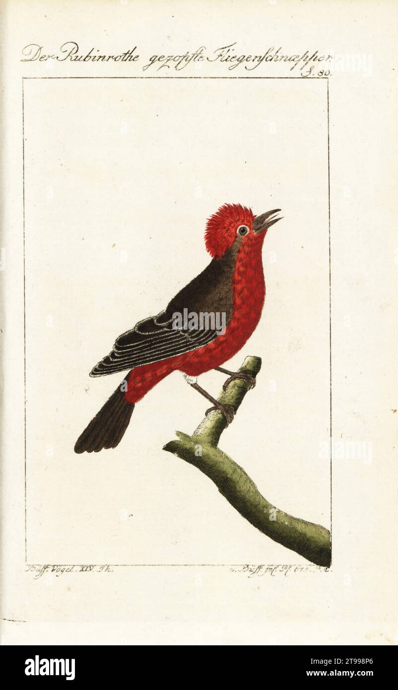 Vermilion flycatcher, Pyrocephalus rubinus. Der Rubinrothe gezopfte ...