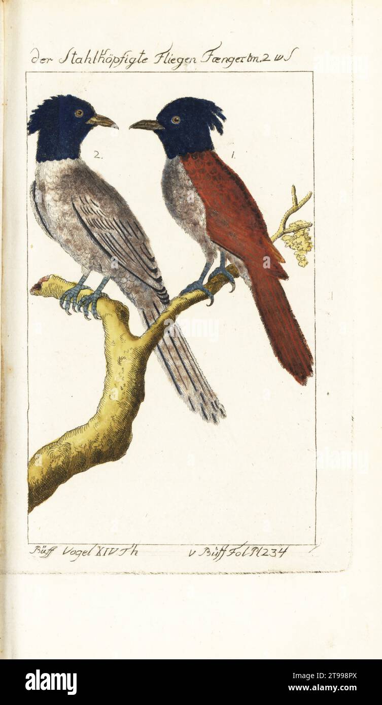 Der stahlkopfigte fliegen fanger hi-res stock photography and images ...