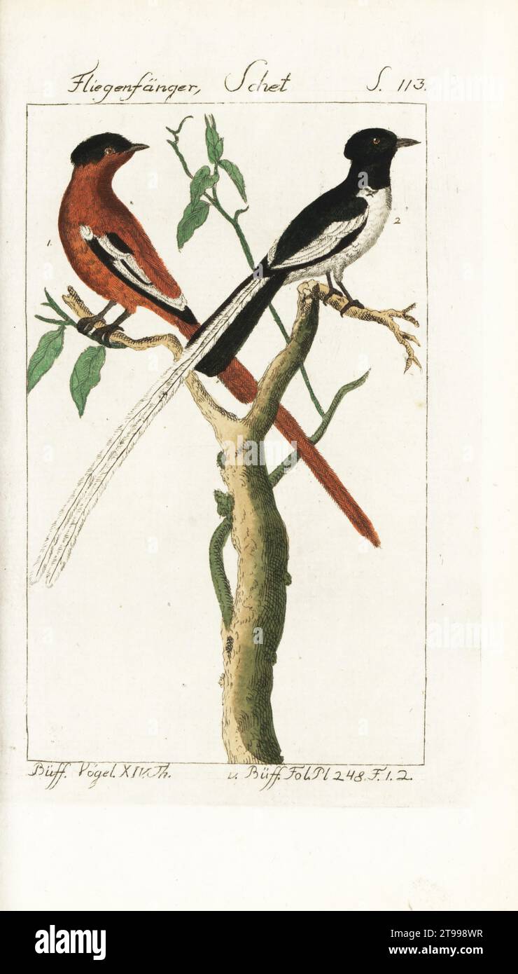 Muscicapa madagascar hi-res stock photography and images - Alamy