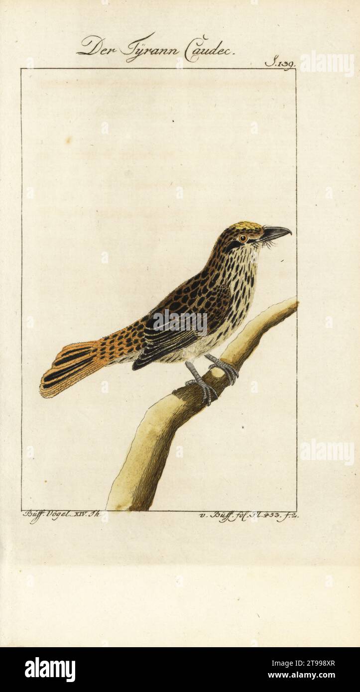 Muscicapa audax hi-res stock photography and images - Alamy