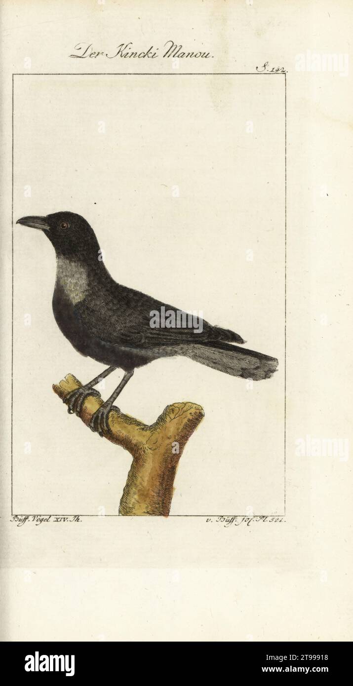 Le kinki manou de madagascar hi-res stock photography and images - Alamy