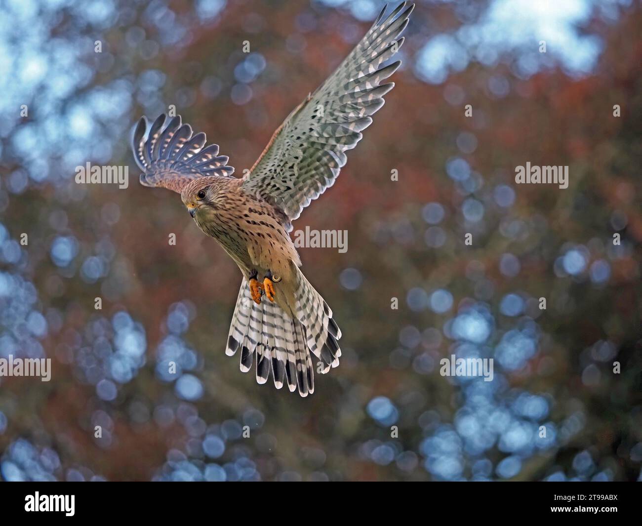 captive falconer's trained female Kestrel (Falco tinnunculus) hovering ...