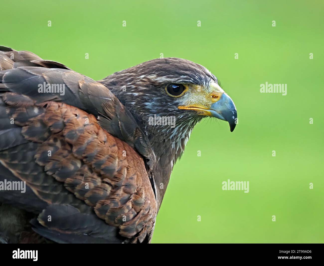 portrait of captive falconer's trained Harris's hawk (Parabuteo ...