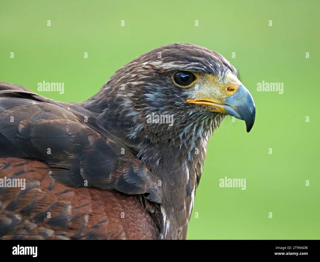 portrait of captive falconer's trained Harris's hawk (Parabuteo ...