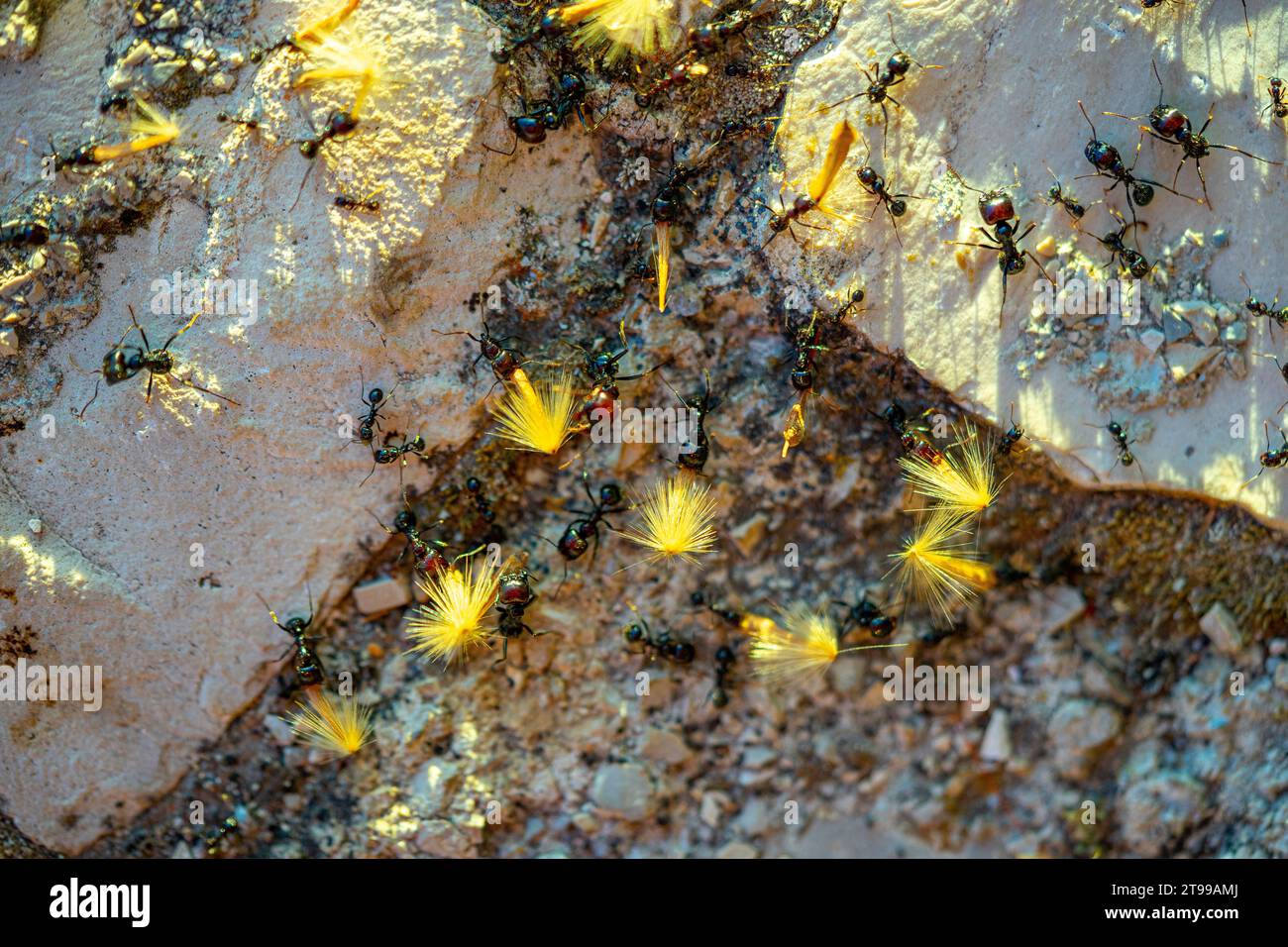 macro photography of one ant carrying bulky and heavy cargo on top of ...