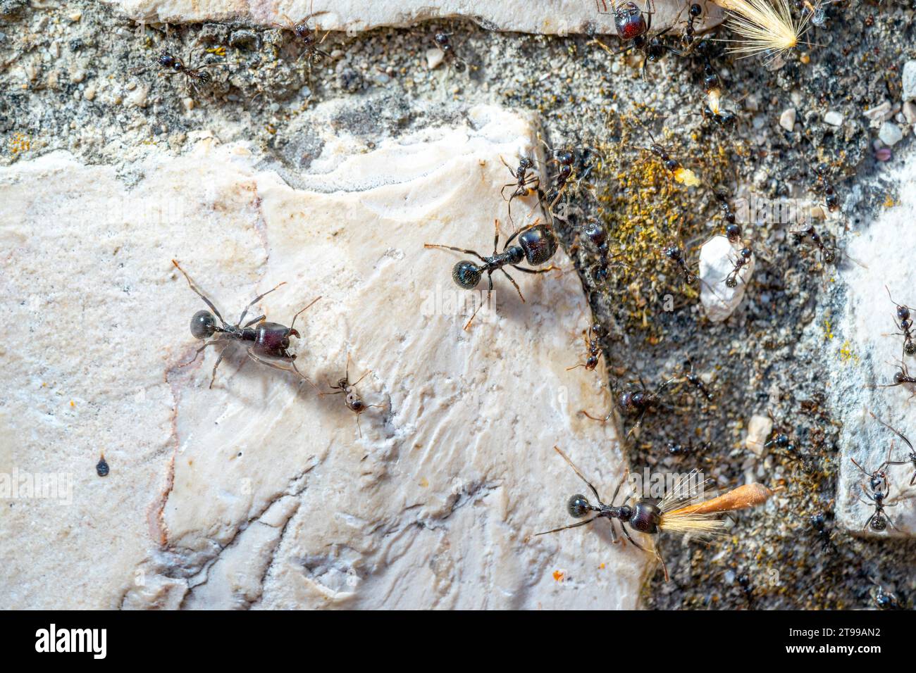 macro photography of one ant carrying bulky and heavy cargo on top of ...