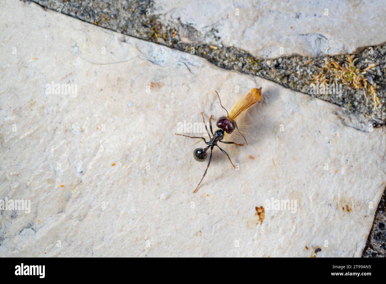 macro photography of one ant carrying bulky and heavy cargo on top of ...