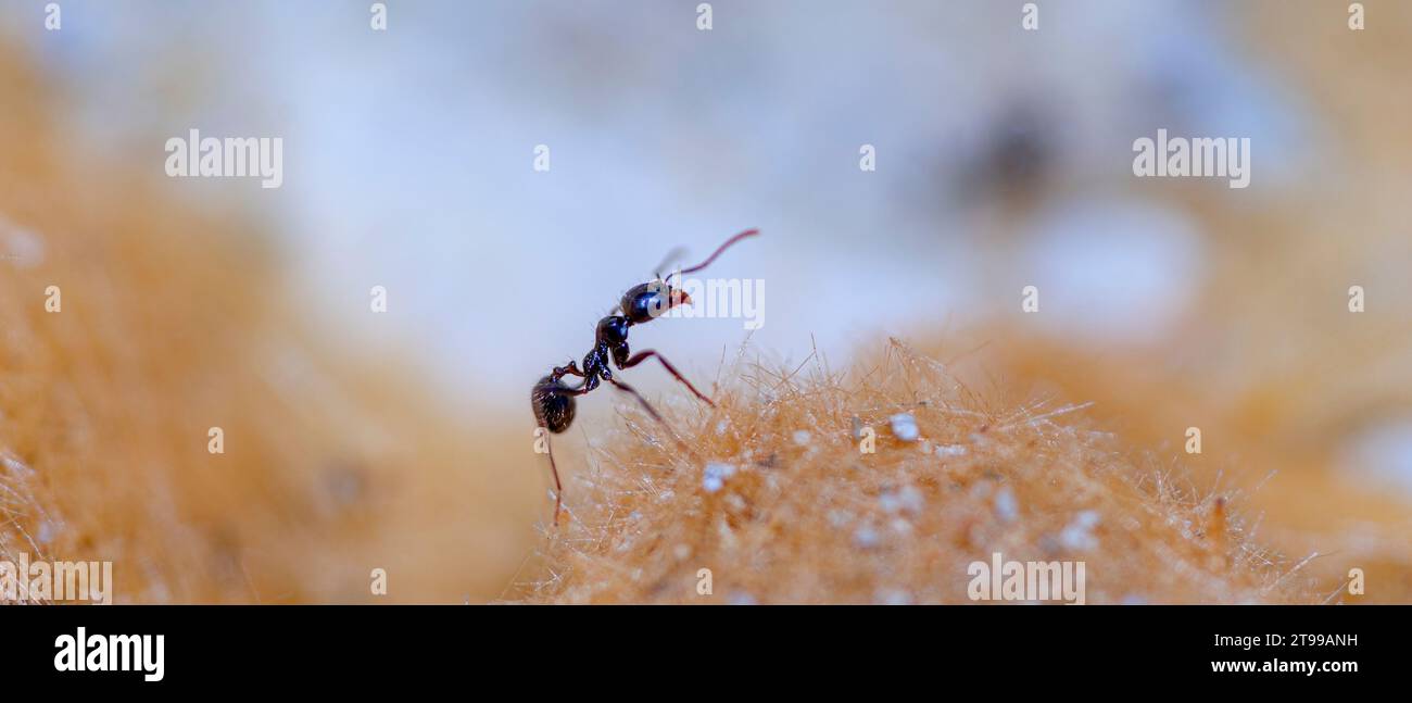 Large ant like insect hi-res stock photography and images - Alamy