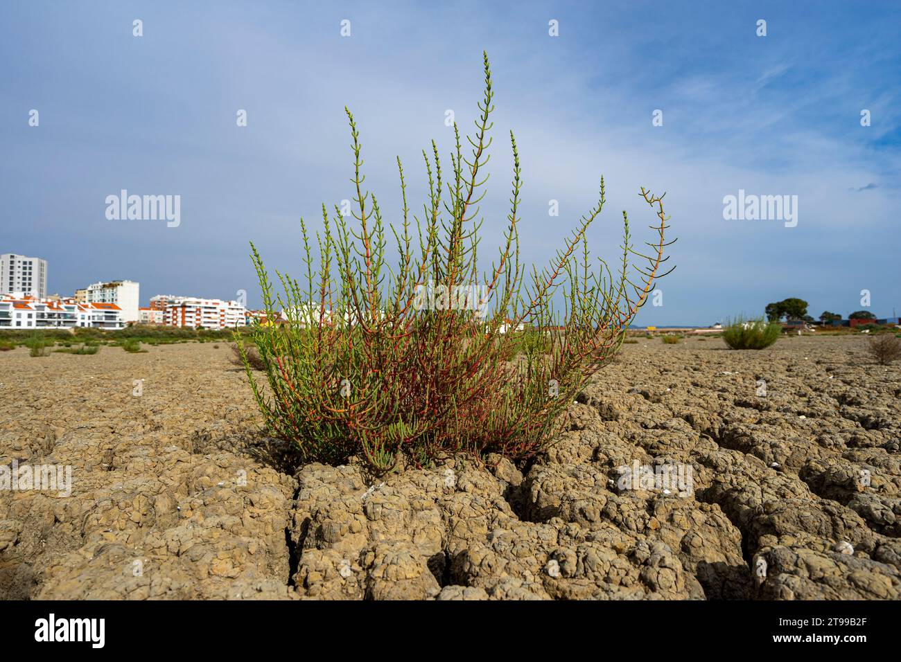 formations of rocky appearance caused by extreme drought of a lake. Dry ...