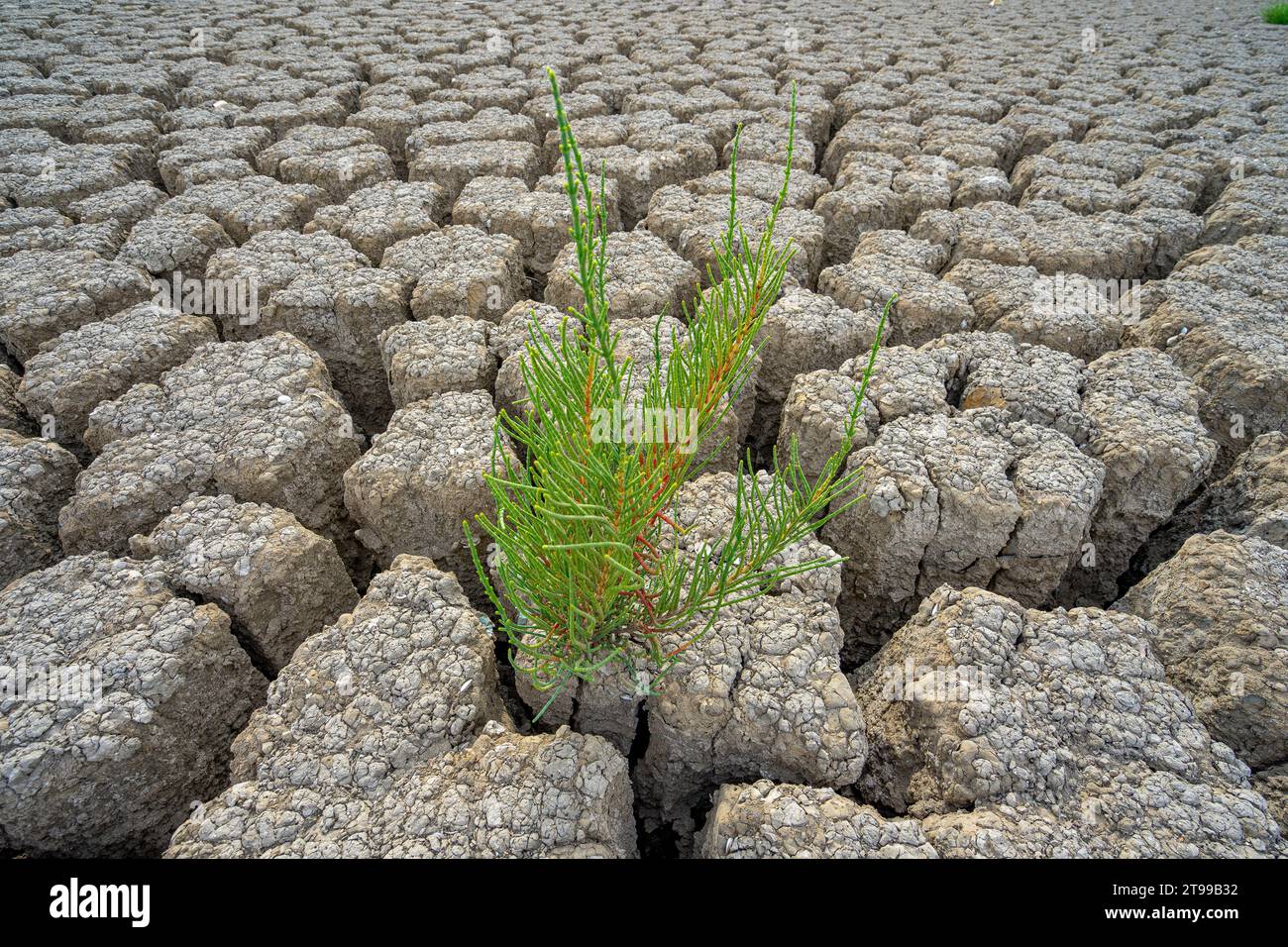 formations of rocky appearance caused by extreme drought of a lake. Dry ...