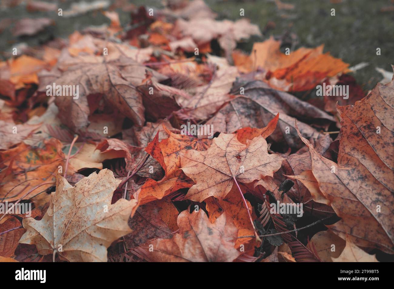 Crisp color tones hi-res stock photography and images - Alamy