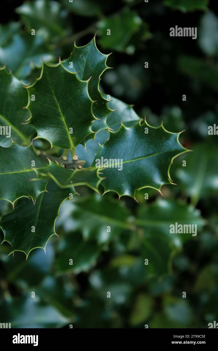 Holly plant female hi-res stock photography and images - Alamy