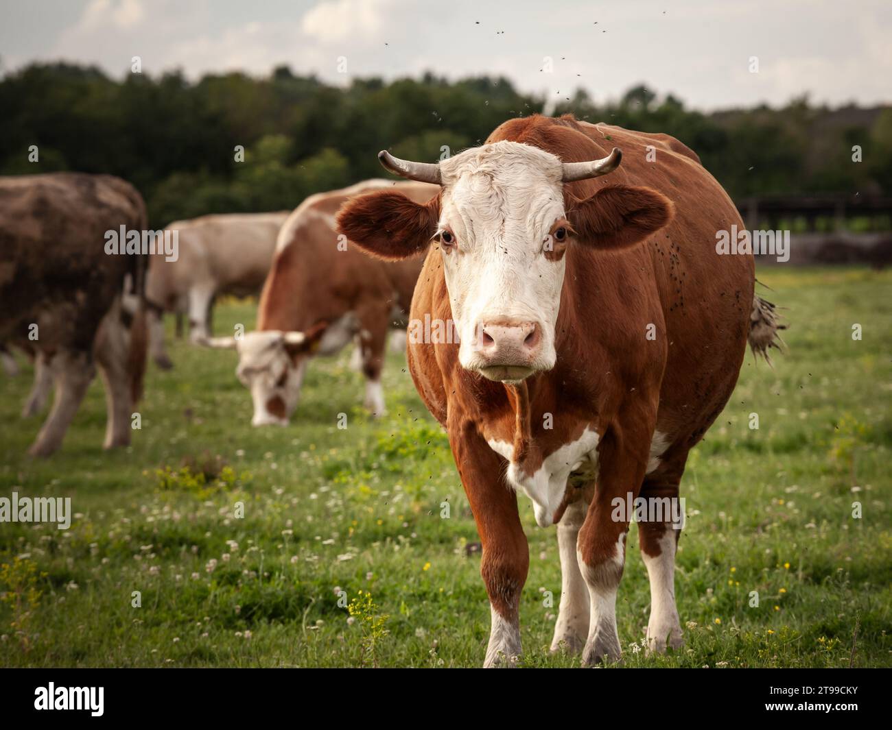 Picture of a holstein cow standing in Zasavica, in Serbia. The Holstein ...