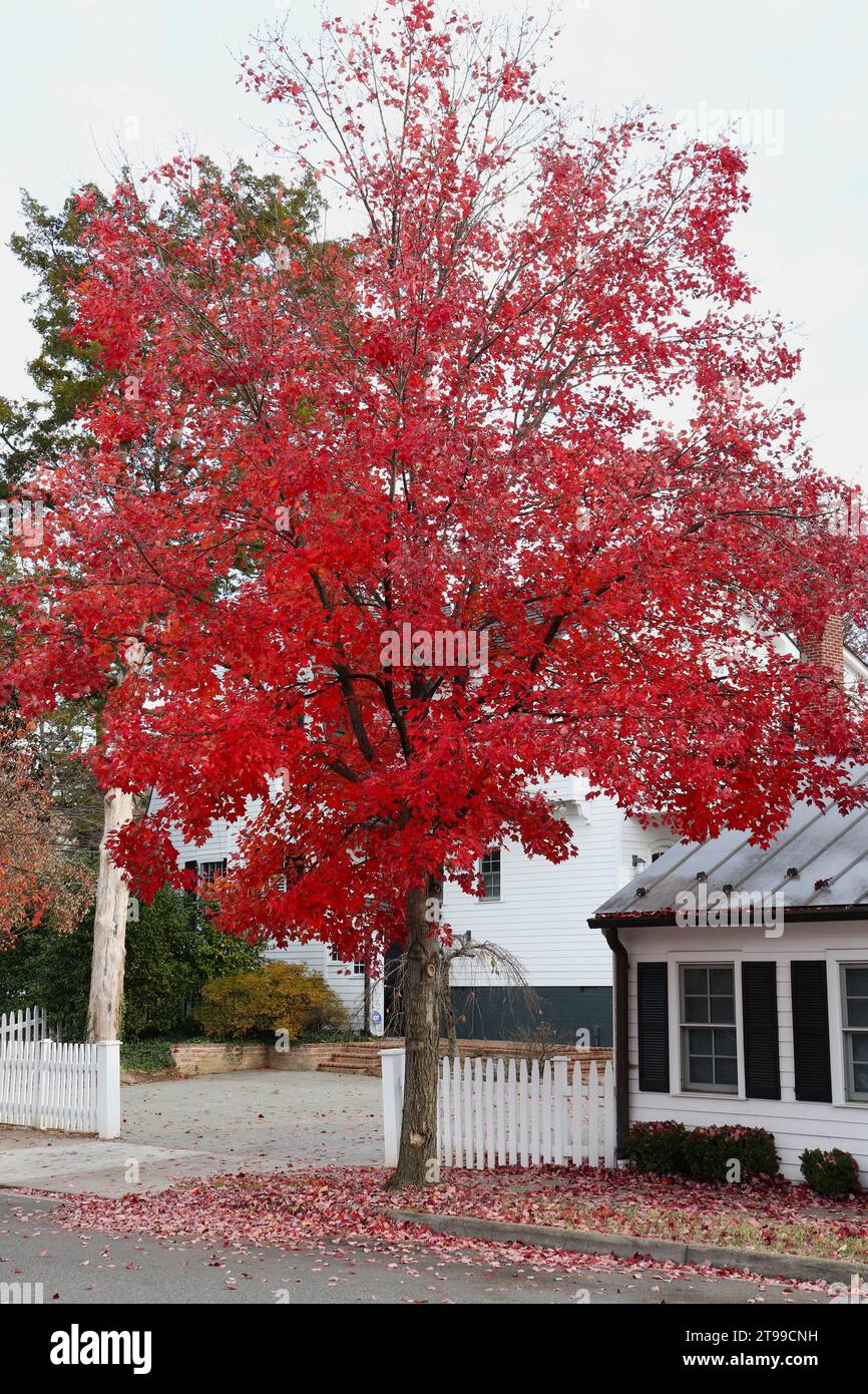 Red Maple Tree Stands Alone on Sidewalk Amidst Fallen Leaves Stock ...