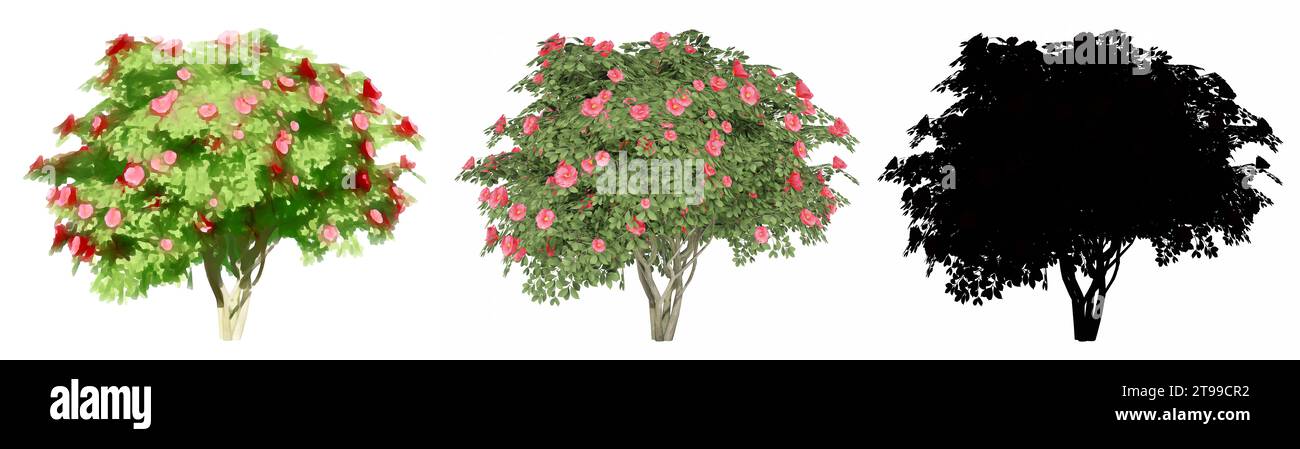 Set or collection of Japanese Camelia trees, painted, natural and as a ...