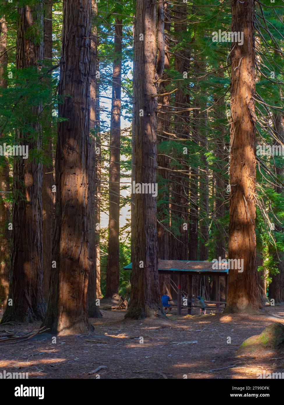 Rest trees hi-res stock photography and images - Alamy