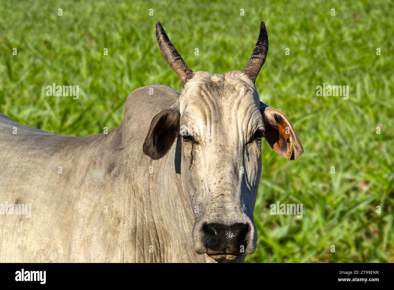 Zebu Nellore bull in the pasture area of a beef cattle farm in Brazil Stock Photo - Alamy
